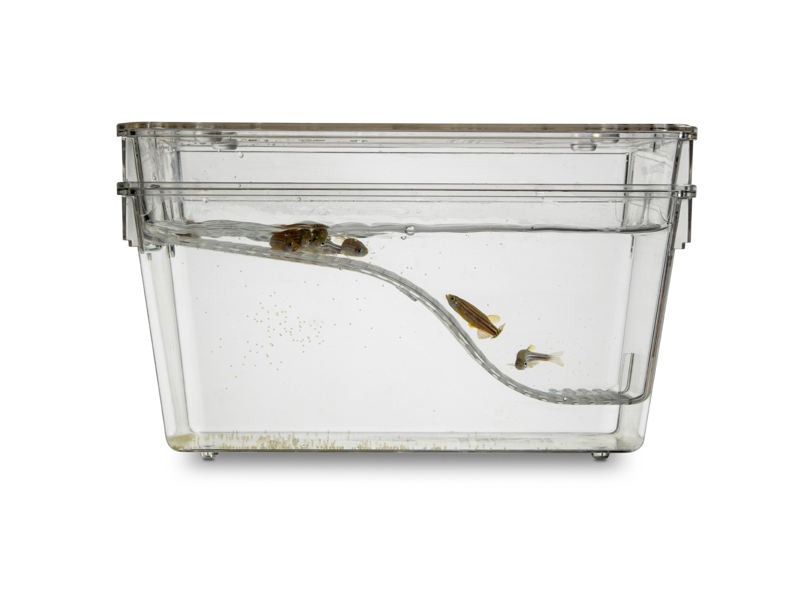 1.7L Sloping Breeding Tank - Tecniplast UK