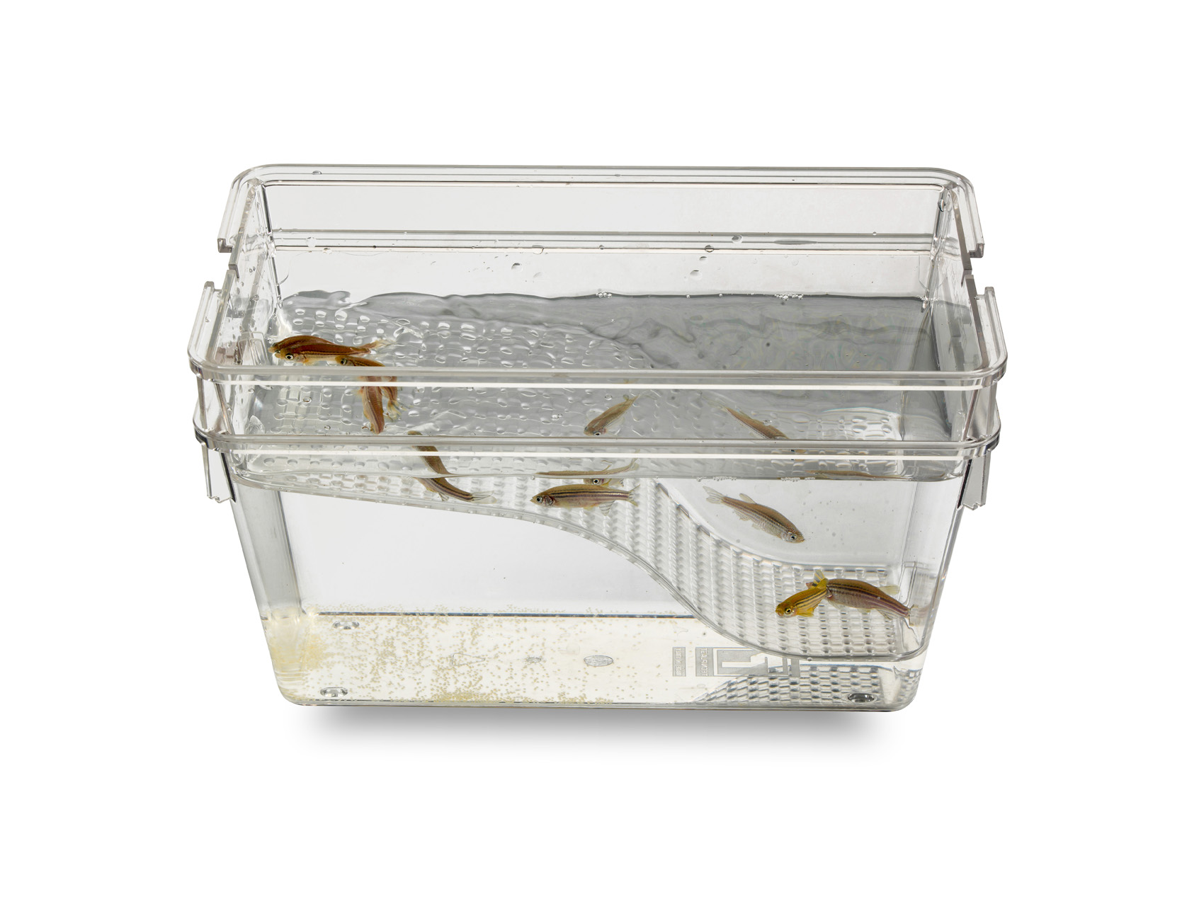 Breeding Tank Setup at Donald Hammond blog